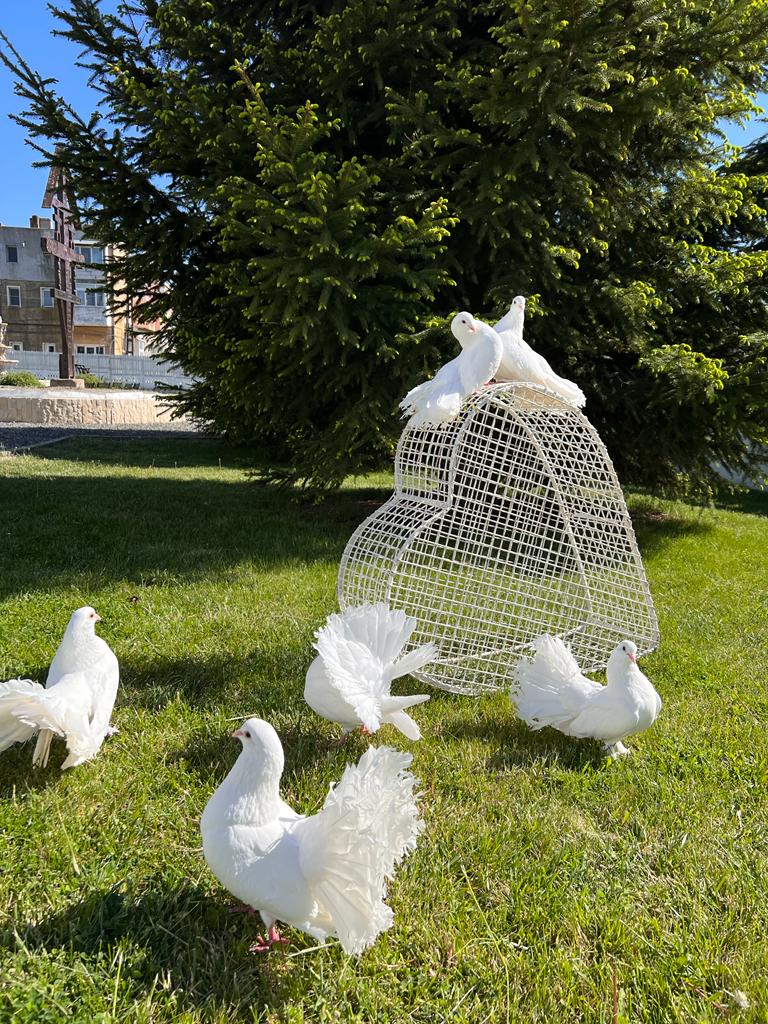 Porumbei nunta Galati